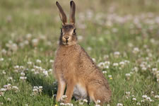 Artículos: el, la , los, las